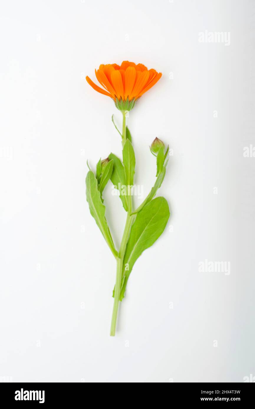 Vertical shot orange marigold hi-res stock photography and images - Alamy