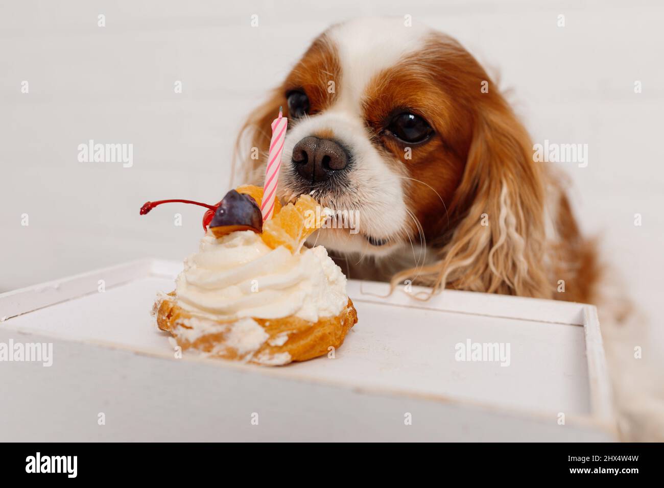 Dog licking birthday cake hi-res stock photography and images - Alamy