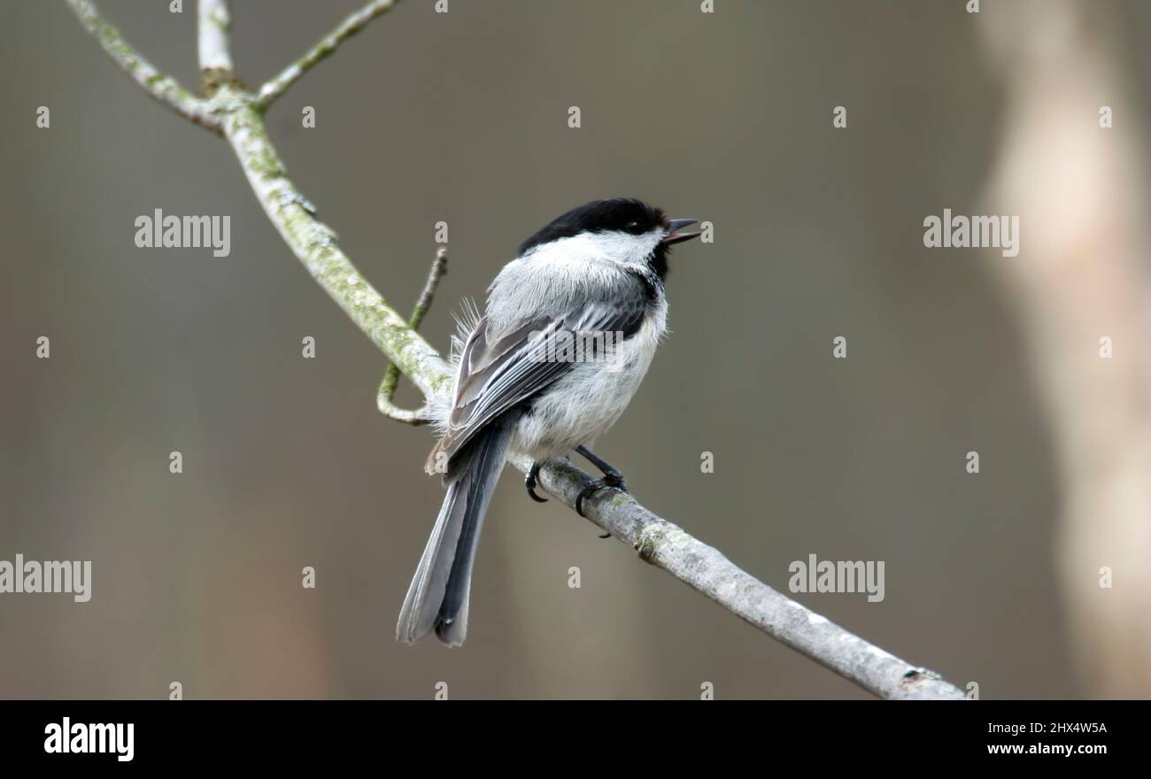 A Black-capped Chickadee, Poecile atricapillus, perched on branch Stock ...