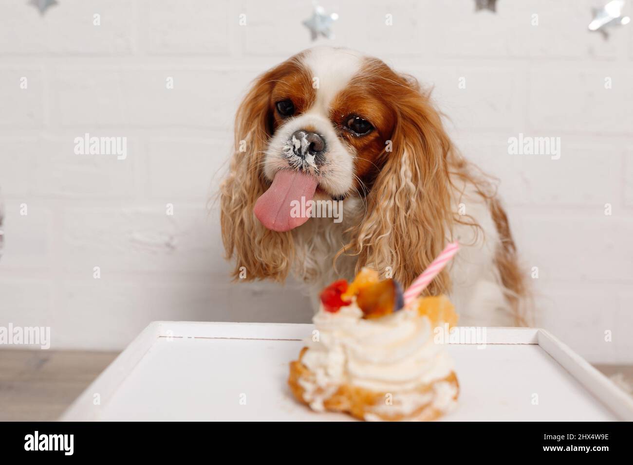 Adorable spaniel with dirty nose sitting near white box with small cake ...