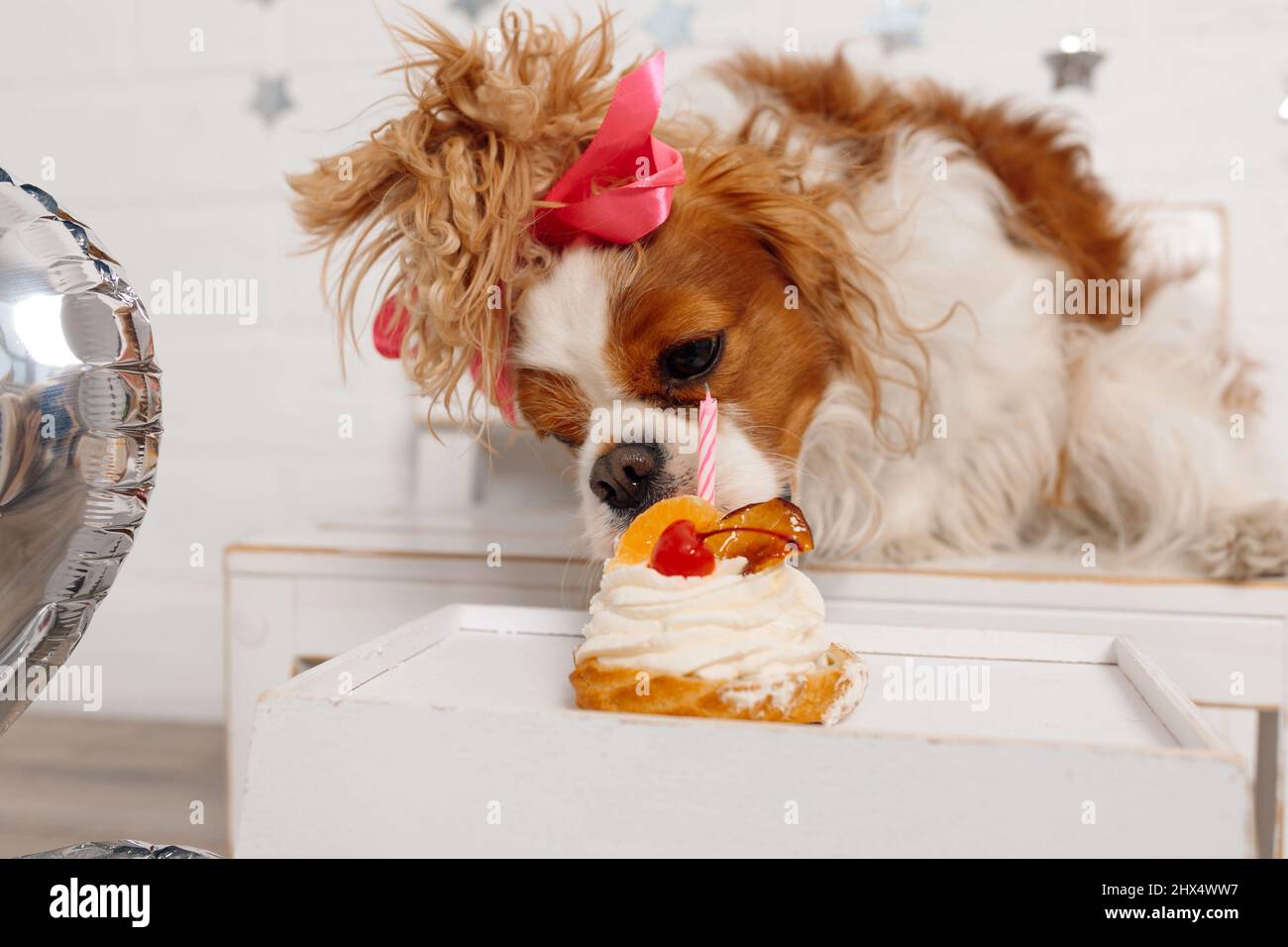 Pretty spaniel wearing pink bow eat cake decorated with fruits and ...
