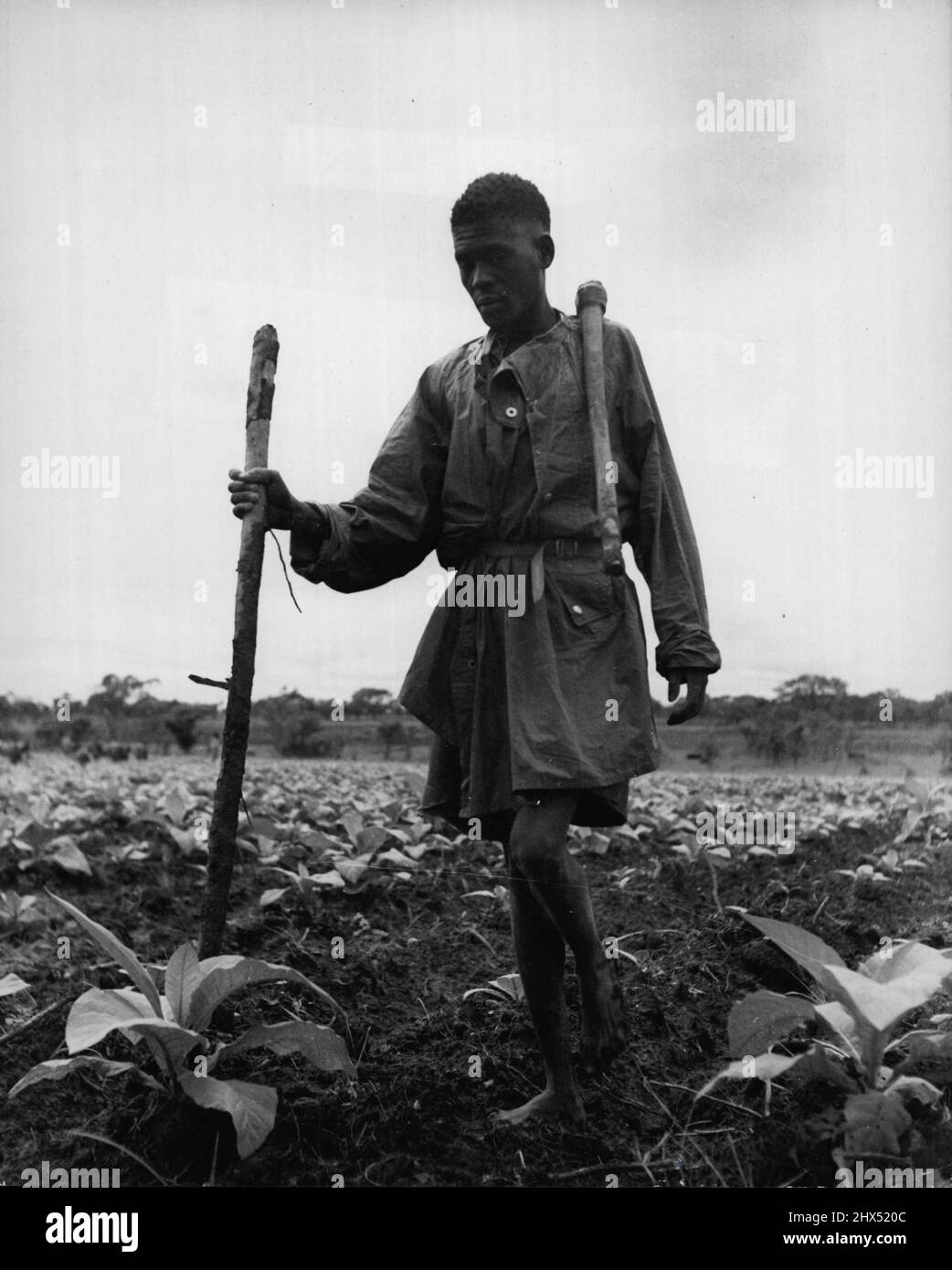 Mcherengi-Life On A Southern Rhodesian Farm - Each tobacco plant is ...