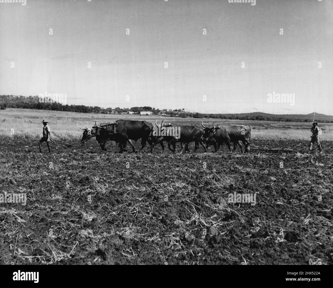 Rhodesian team hi-res stock photography and images - Alamy