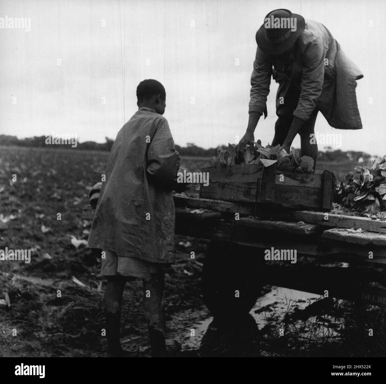 Mcherengi-Life On A Southern Rhodesian Farm - Tobacco can only be ...