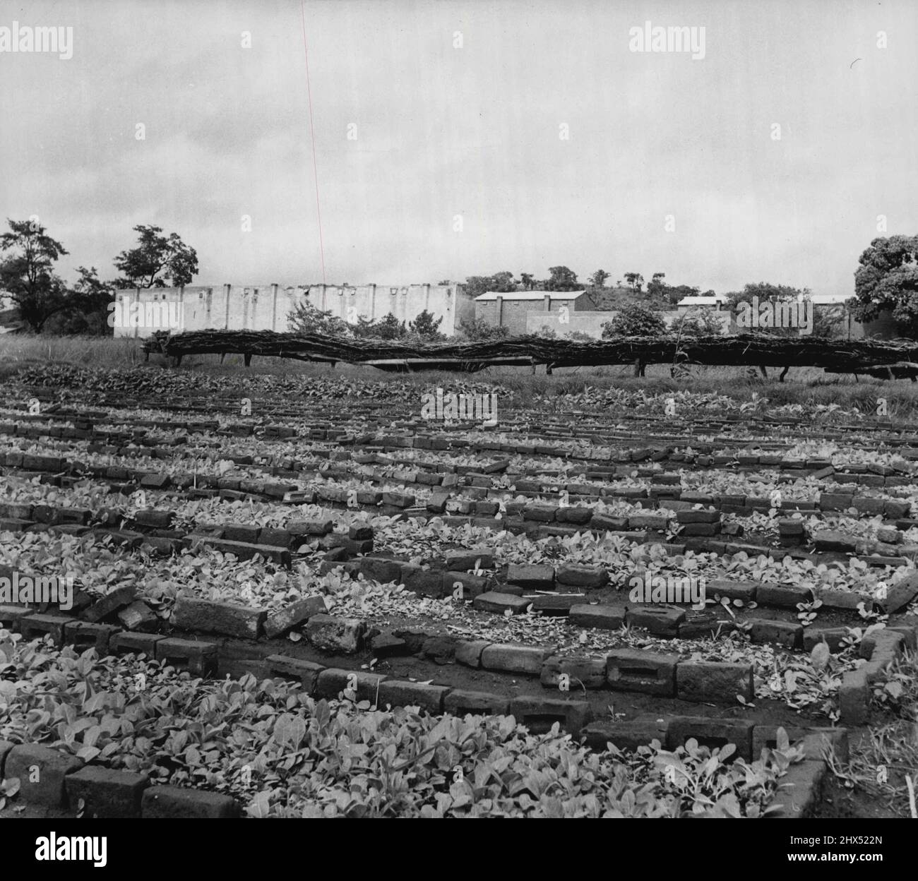 Mcherengi-Life On A Southern Rhodesian Farm - The main crop of the farm ...