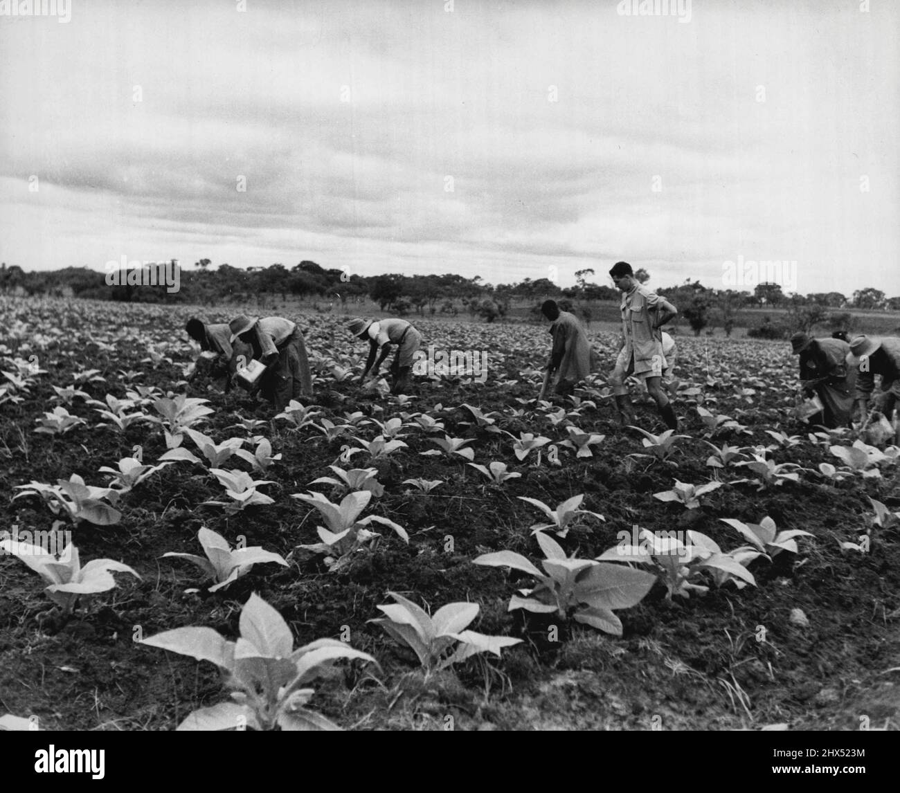 Mcherengi-Life On A Southern Rhodesian Farm -- The tobacco has to be ...