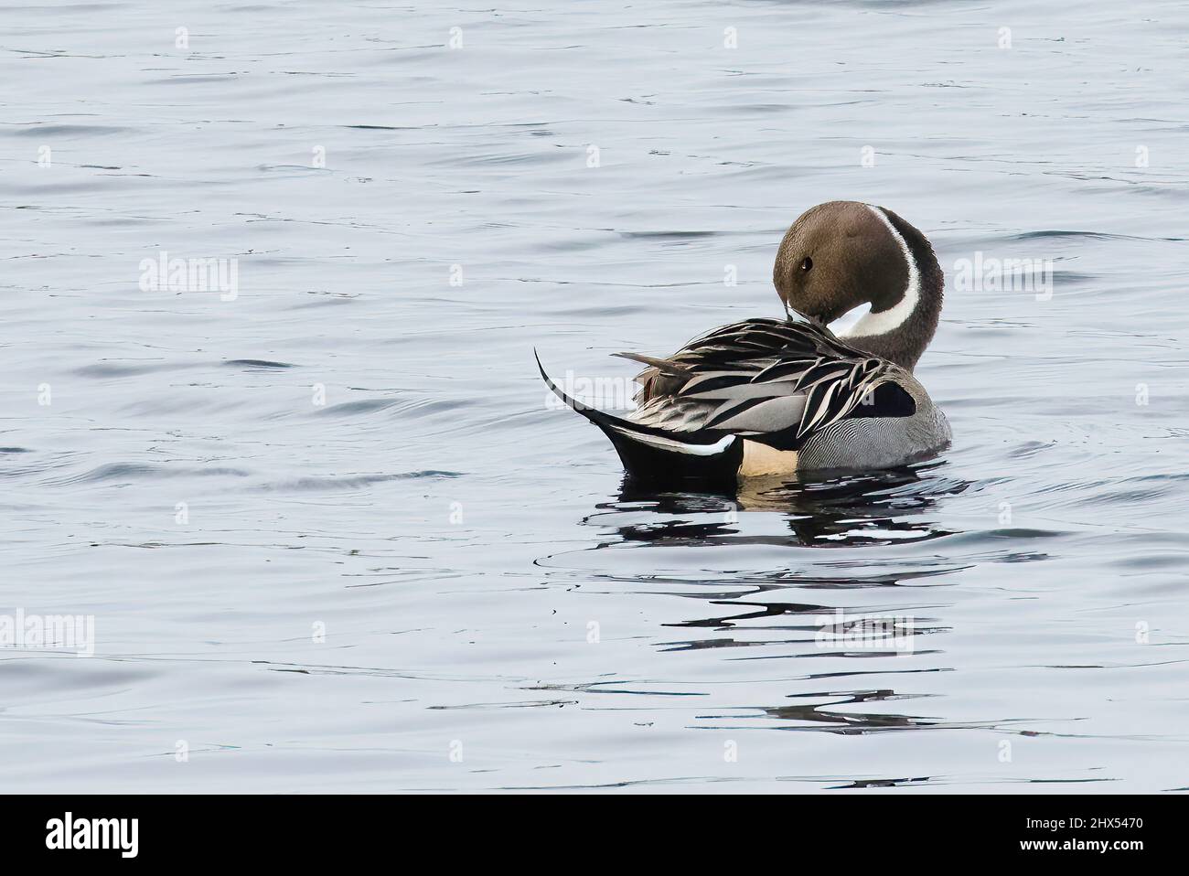 Northern Pintail Male Duck (Anas acuta) Preening At Mattamuskeet ...
