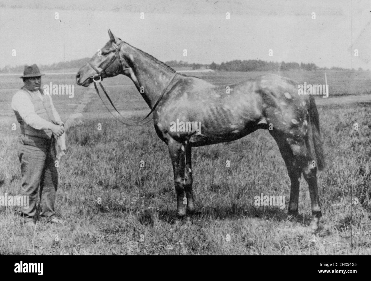 The tetrarch horse hi-res stock photography and images - Alamy