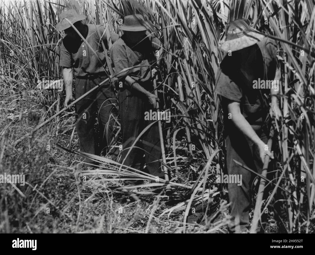 Working in a Canefield at ***** Creek 8, miles from Tweed Heads, L to R ...