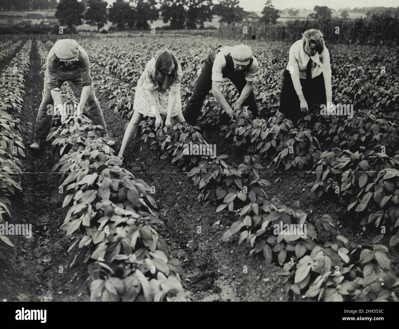 The Wonder Bean In England -- Picture taken at the Agricultural ...