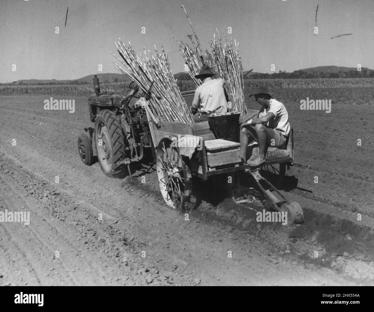 Cane Planter cuts and drops horizontally into furrows 12-inch pieces of ...