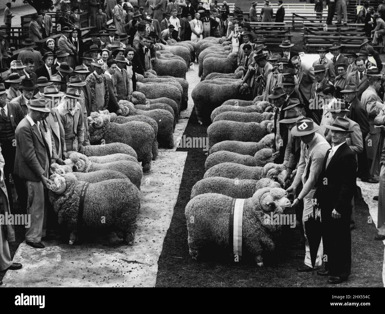 Sheep Show -- Judging the stonehaven cup for the best five sheep merino ...