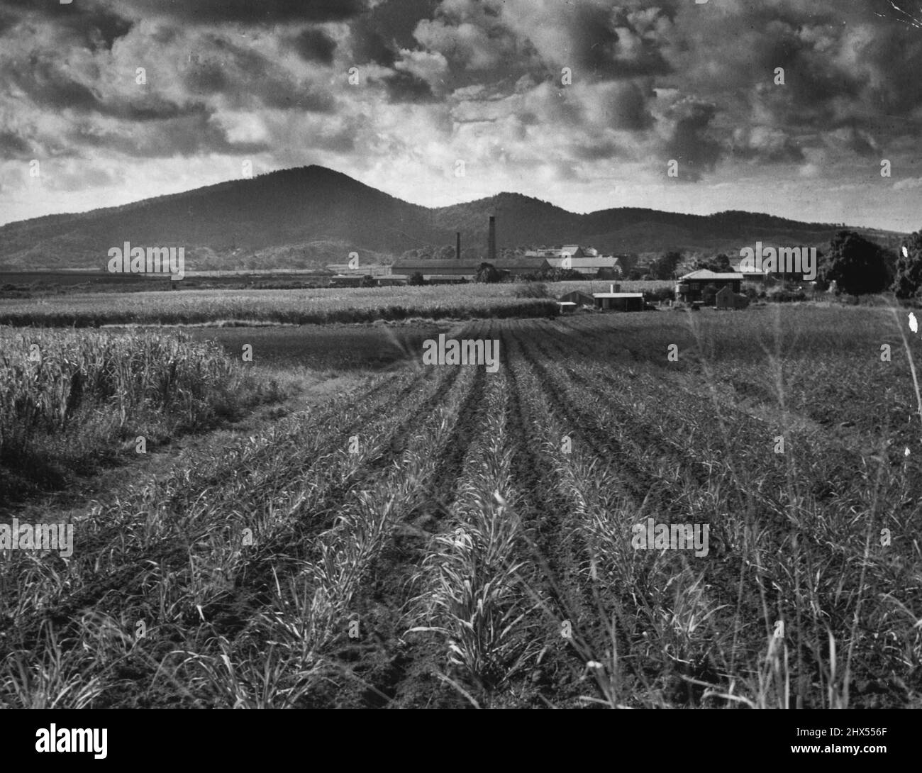 Surrounded by cane fields, Farleigh Co-operative Mill, is typical of ...