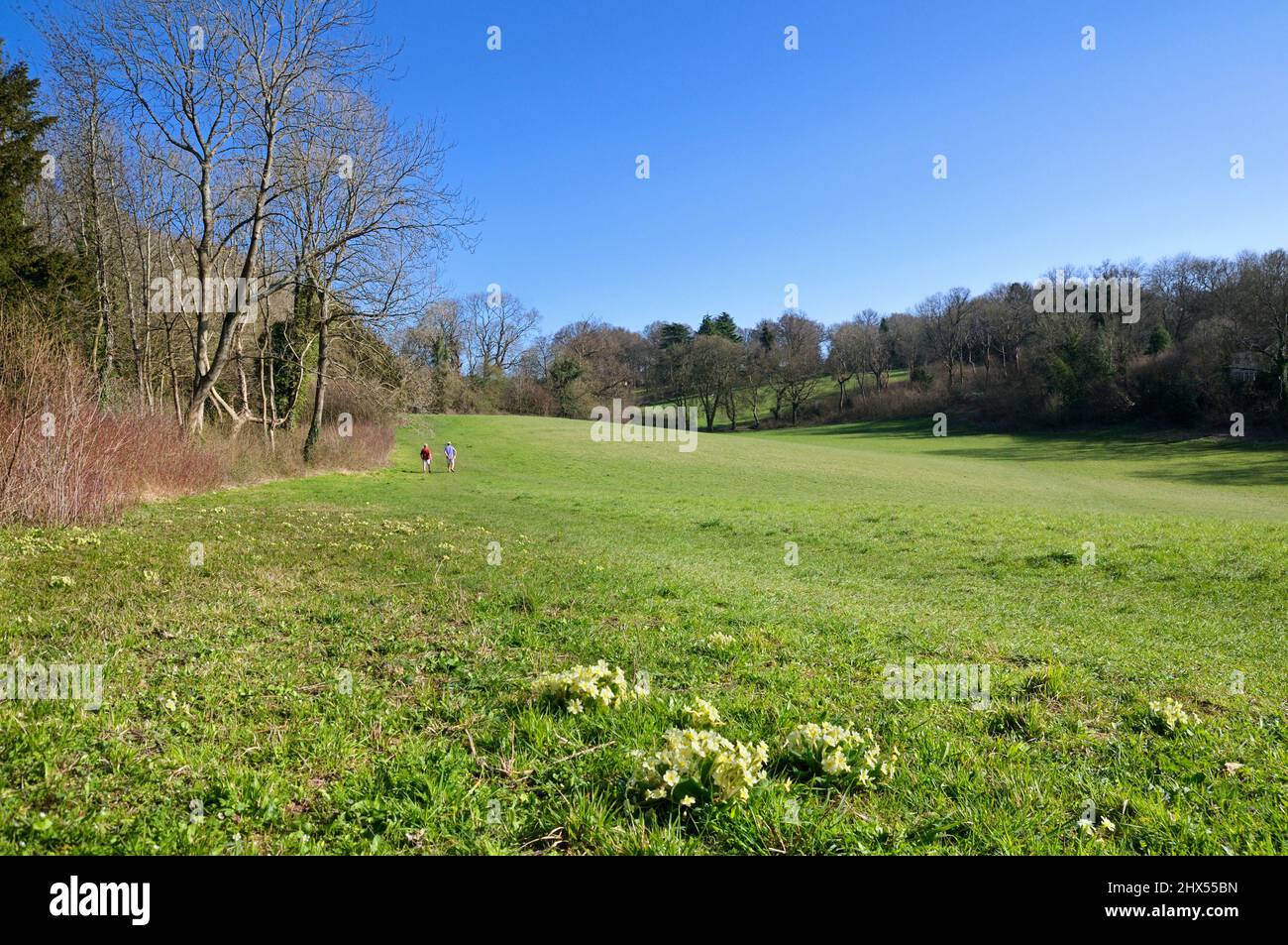 Primrose flowers uk hi-res stock photography and images - Alamy