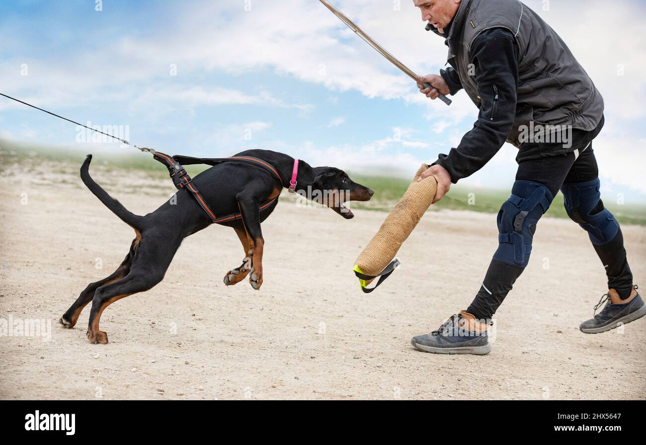 Doberman Protection Dobermann Protection Images Free Download On