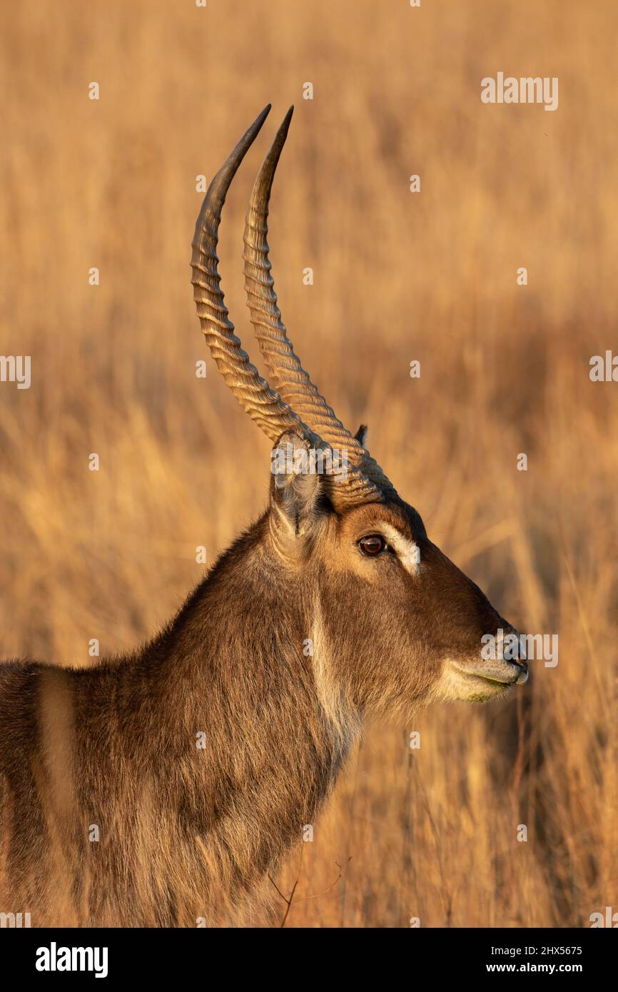 Waterbuck Bull, Kruger National Park Stock Photo - Alamy