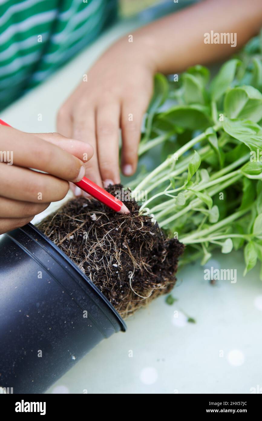 Pricking out individual basil plants by splitting root ball of basil ...