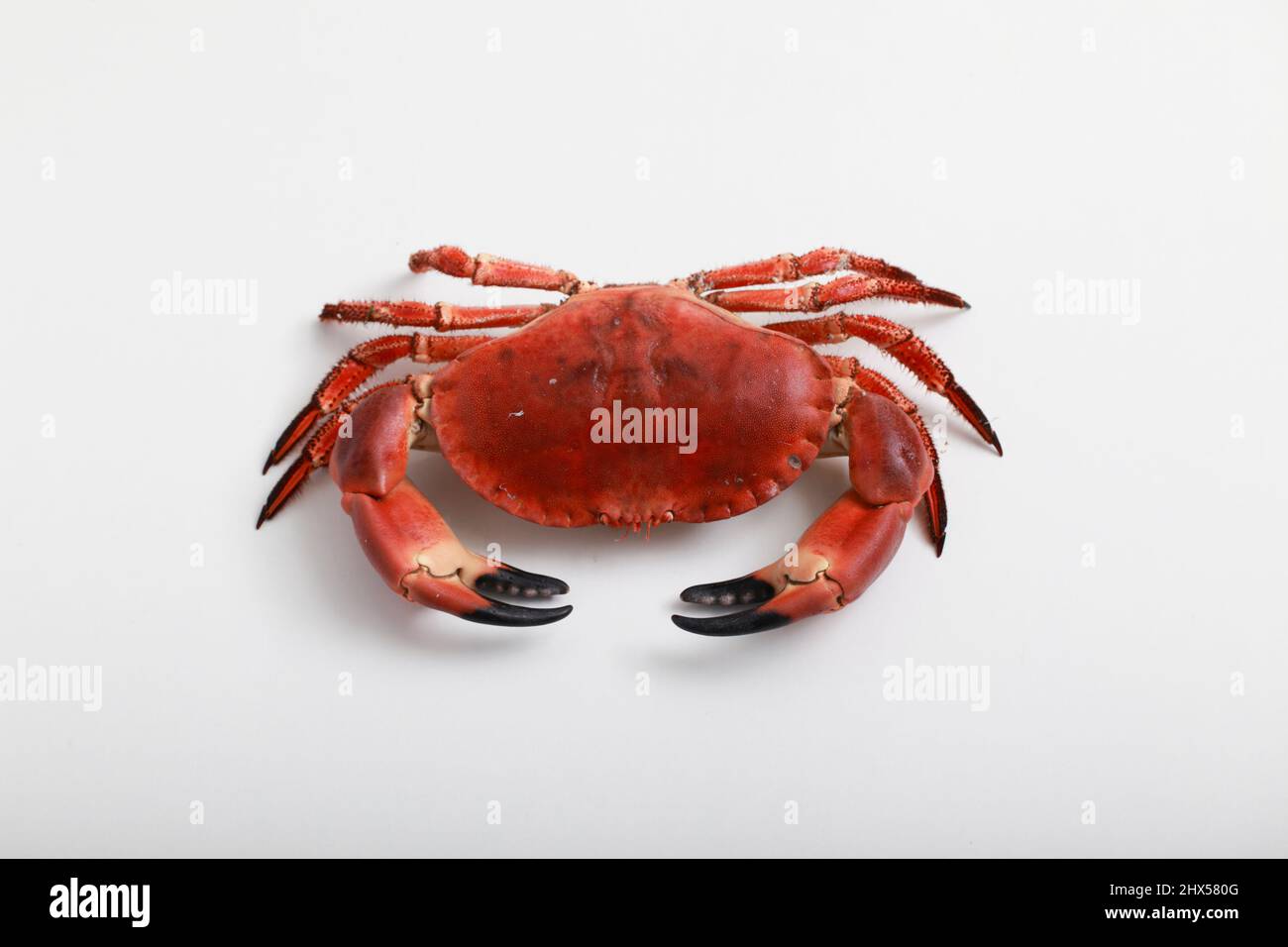 Whole crab hi-res stock photography and images - Alamy