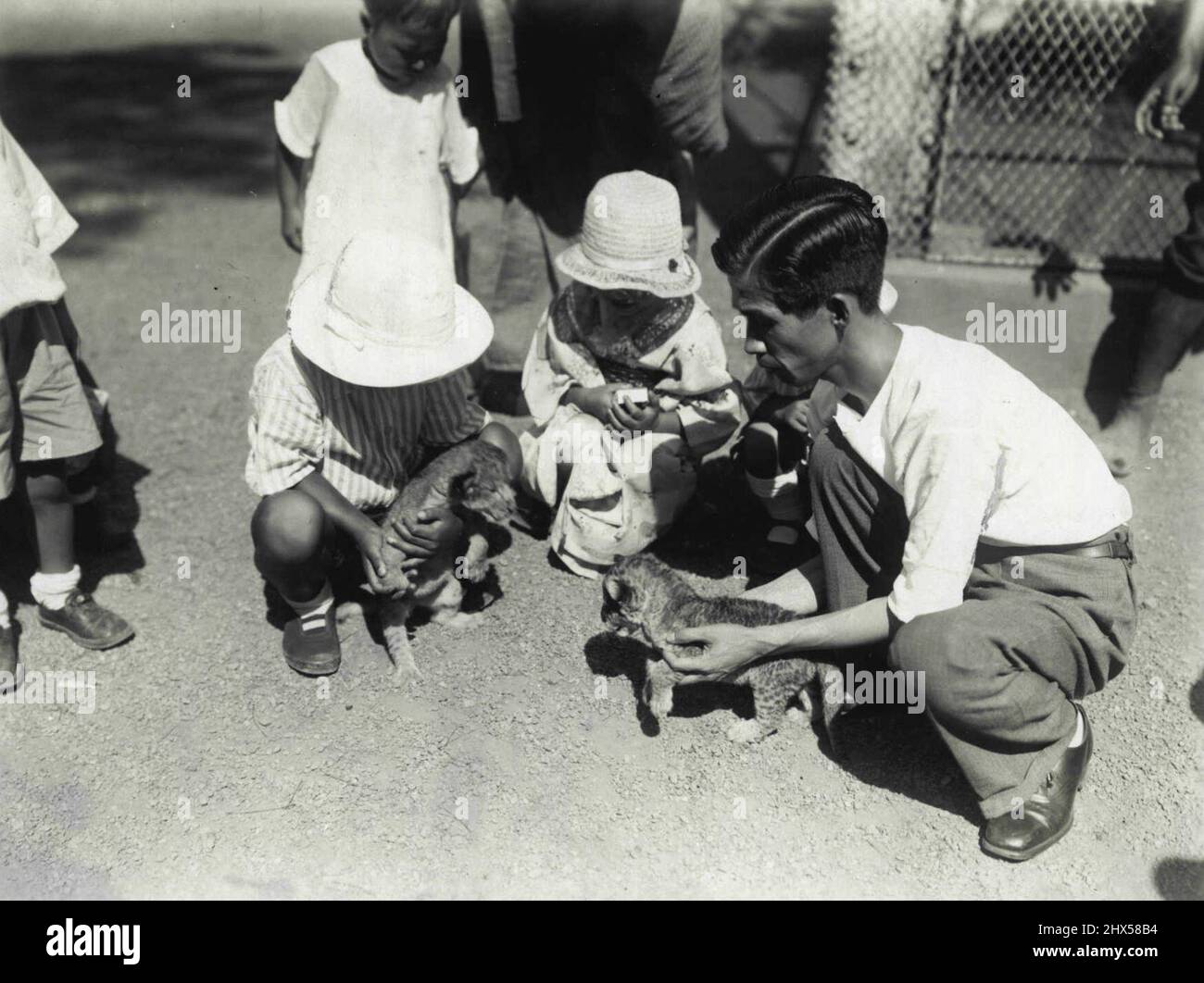 The Baby lions of the Ueno Zoo, which donated to the zoo from the ...