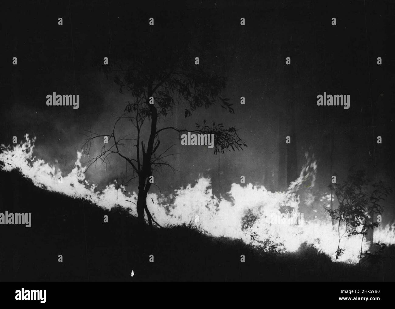 Bushfire at Mt. Coot-tha, Brisbane. August 20, 1946. (Photo by C. Mail ...