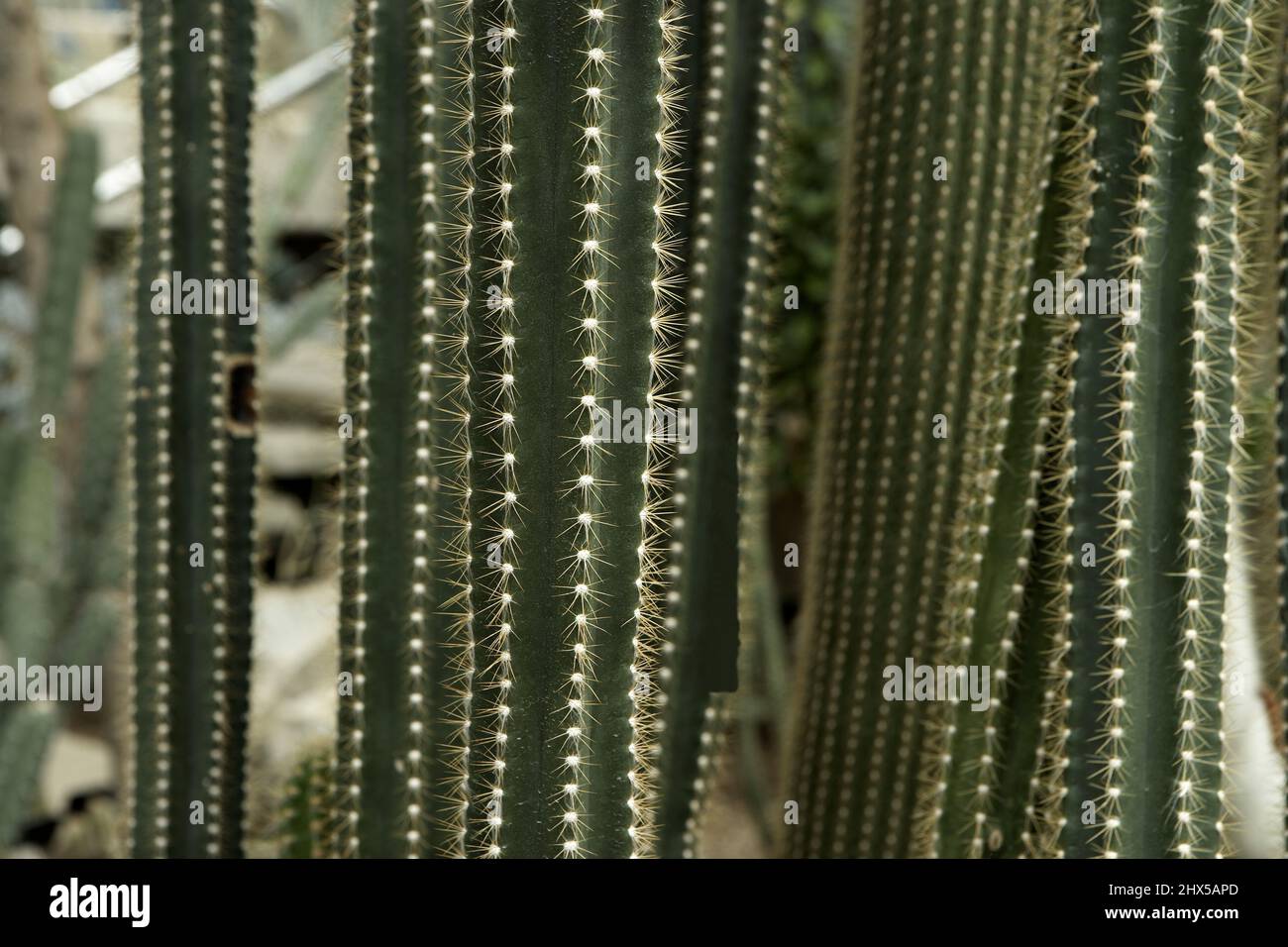 Stems green cactus close hi-res stock photography and images - Alamy