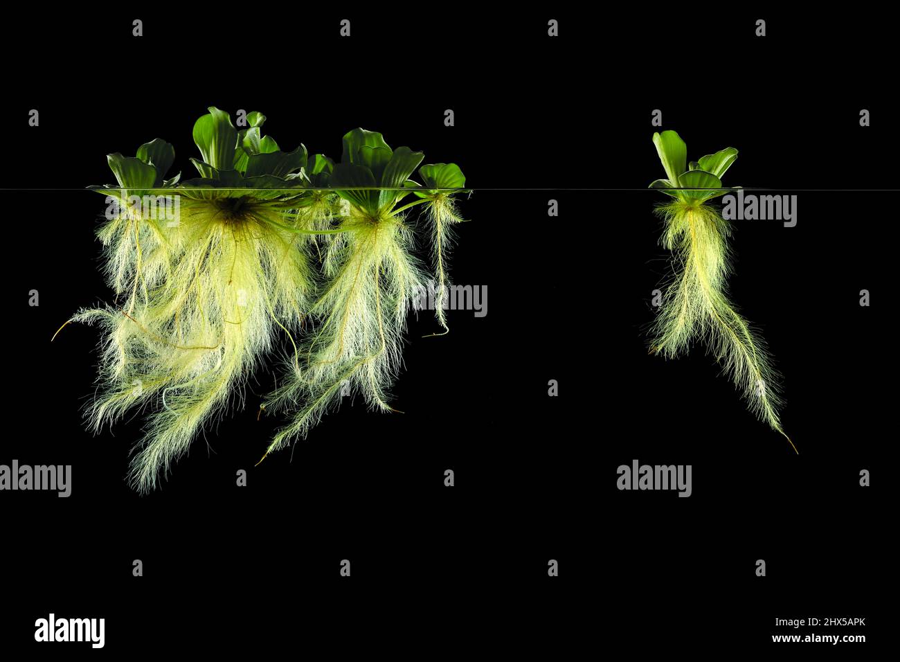 Floating aquatic plants hi-res stock photography and images - Alamy