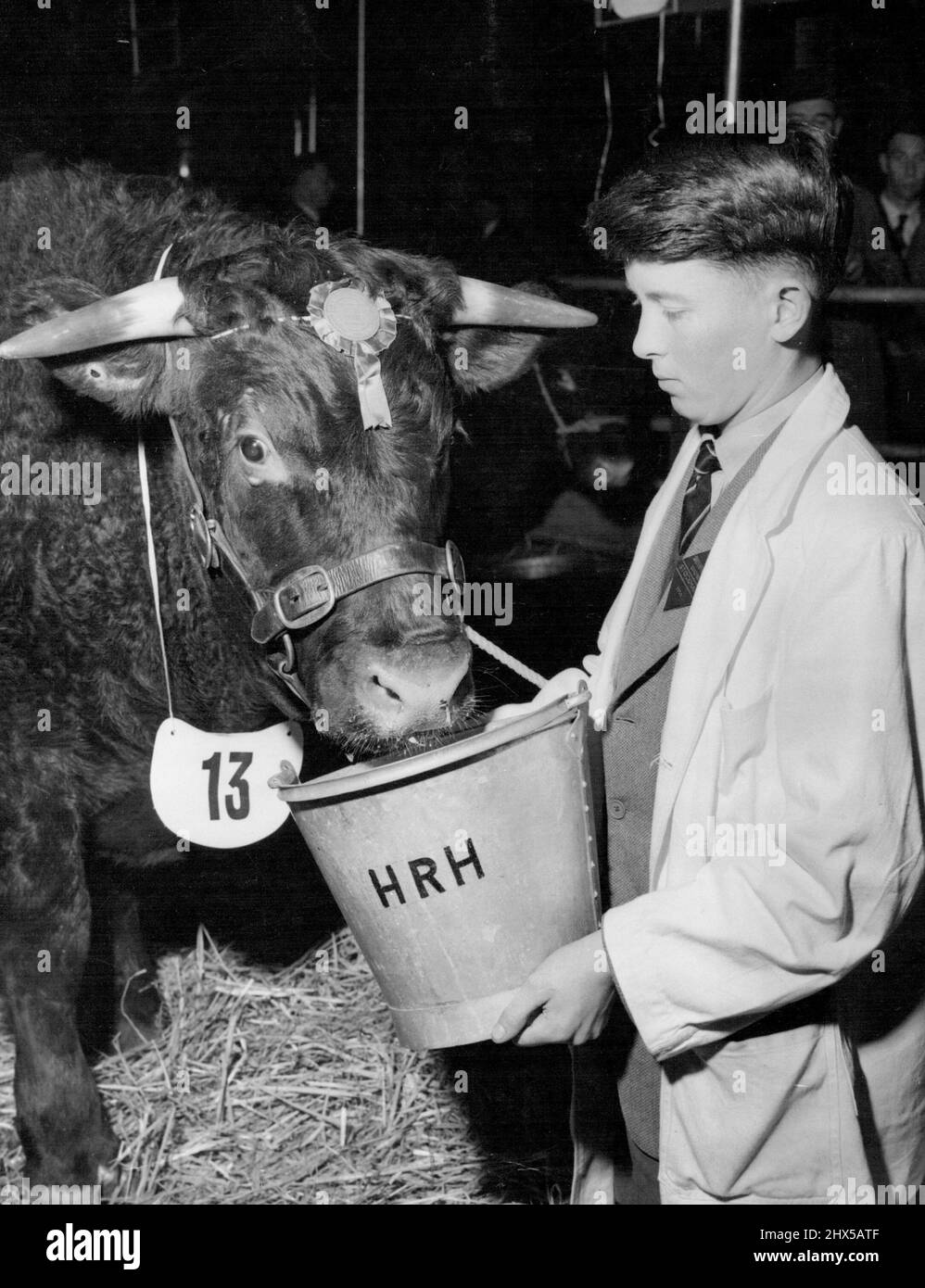 Smithfield Show: 18 year old John Coad, waters "Clinsland Matador" from ...