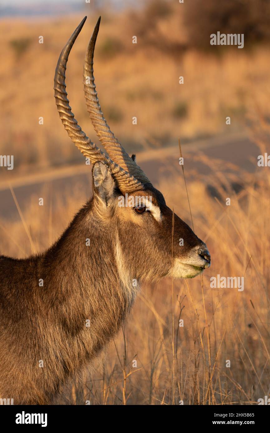 Waterbuck Bull, Kruger National Park Stock Photo - Alamy