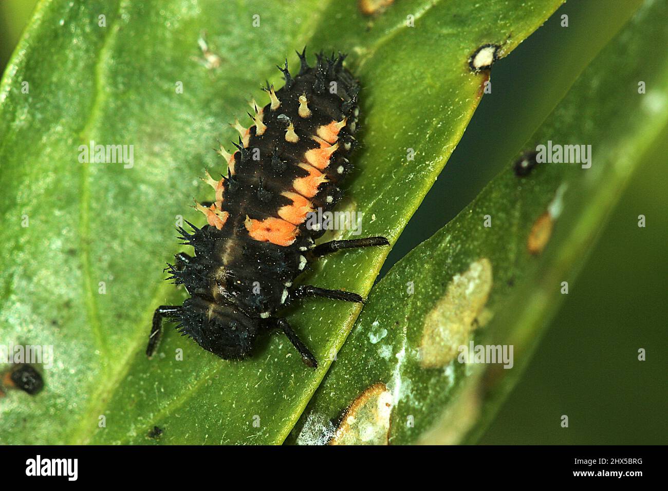 Harlequin beetle hi-res stock photography and images - Alamy