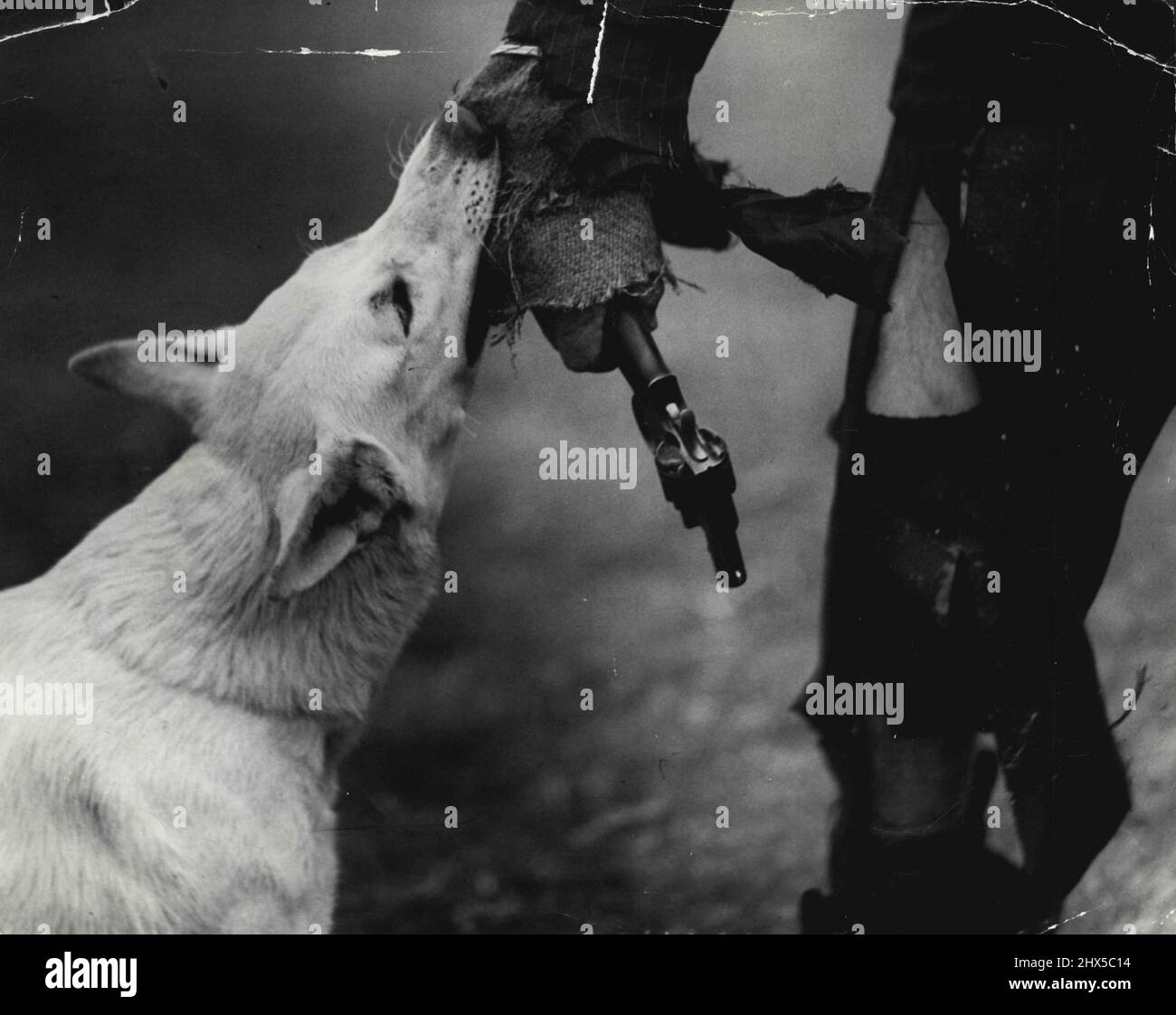 Australian police dogs hi-res stock photography and images - Alamy