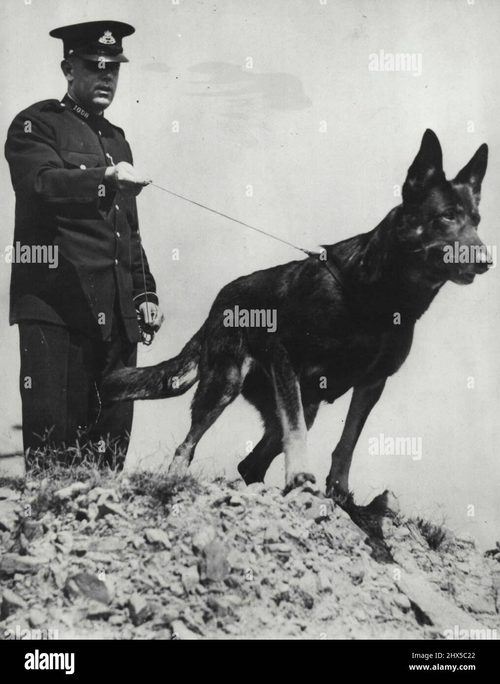 Australian police dogs hi-res stock photography and images - Alamy