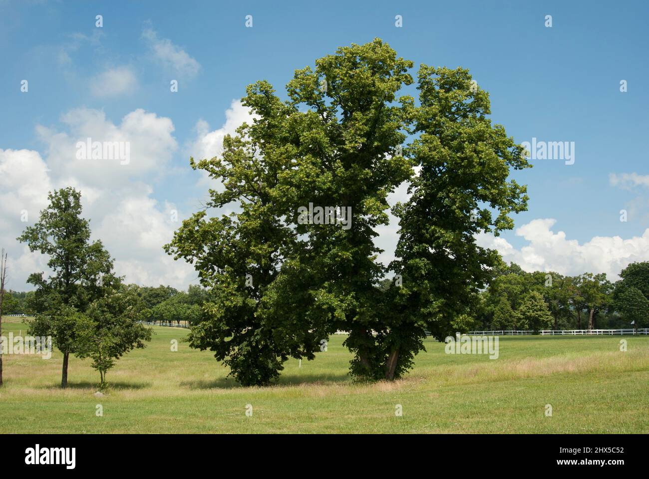 Slovenia, Littoral region, Lipica, linden tree Stock Photo - Alamy