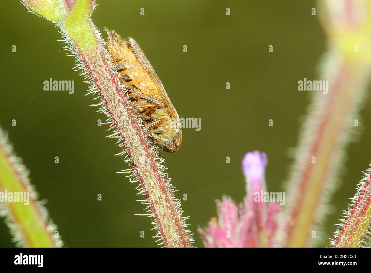 Spittle bug hi-res stock photography and images - Alamy