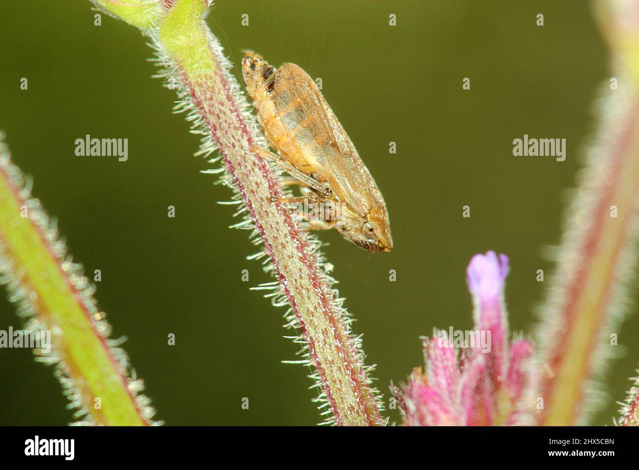 Meadow spittlebug hi-res stock photography and images - Alamy