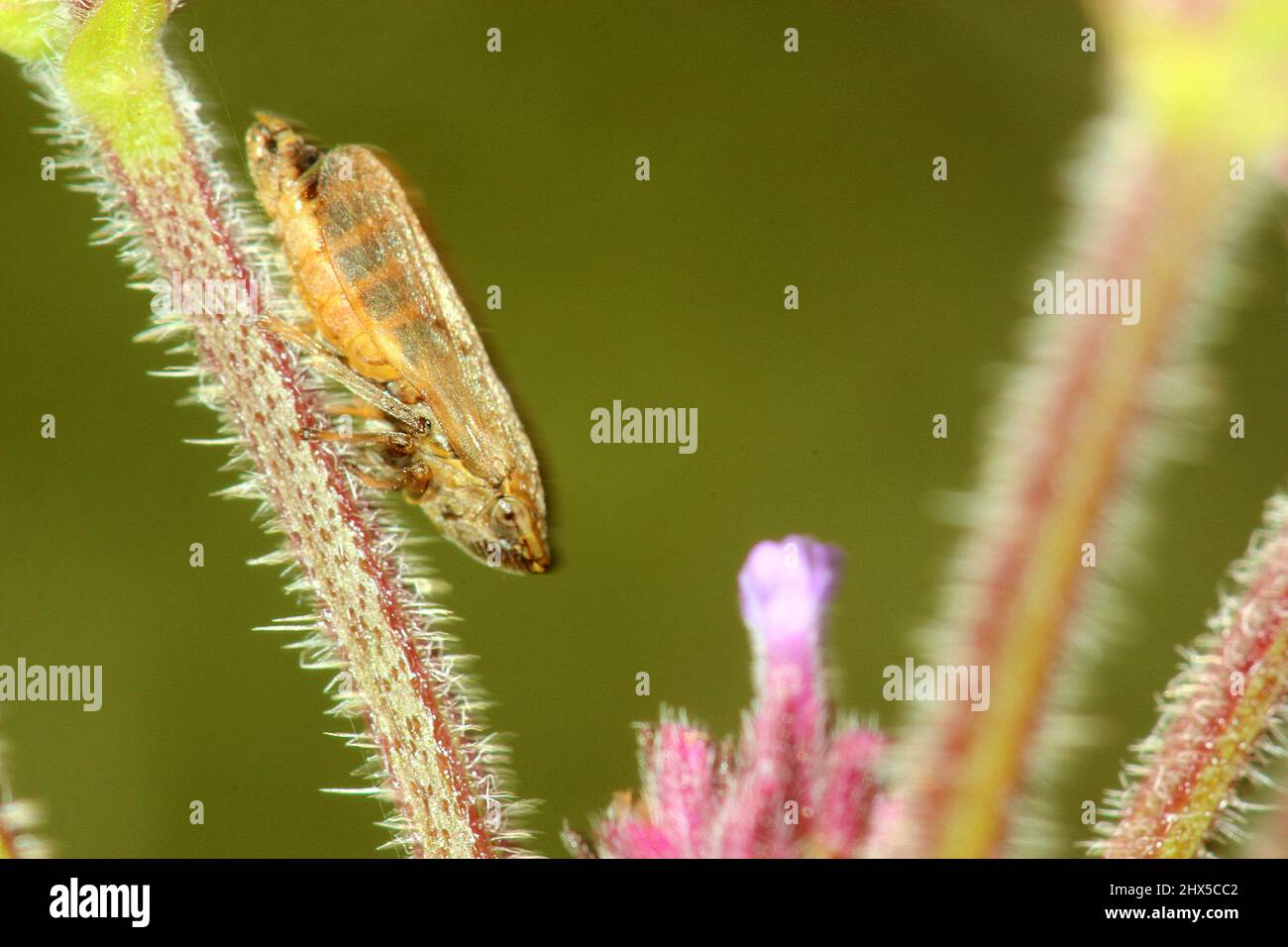 Spittle bug hi-res stock photography and images - Alamy