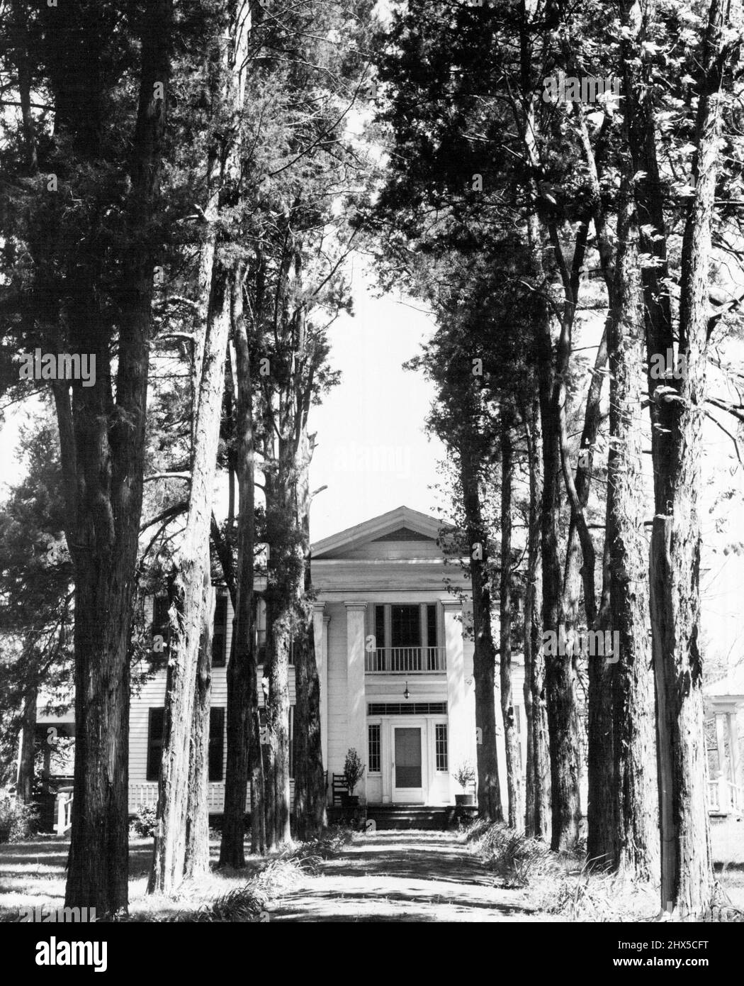 Roots Of A Writer - Tall Trees Flank the entrance to the Faulkner ...
