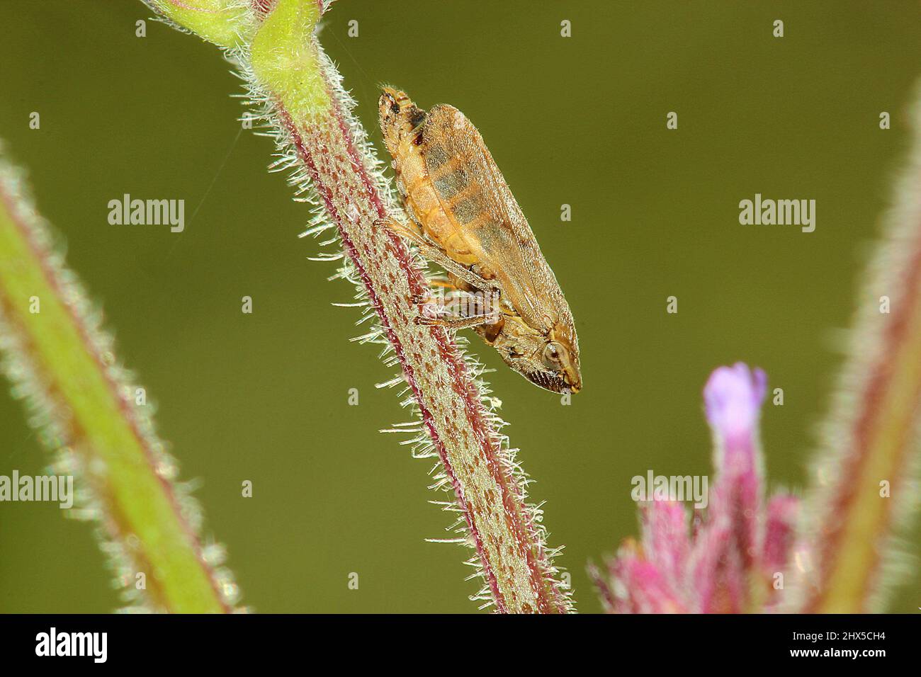 Meadow spittlebug (Philaenus spumarius Stock Photo - Alamy