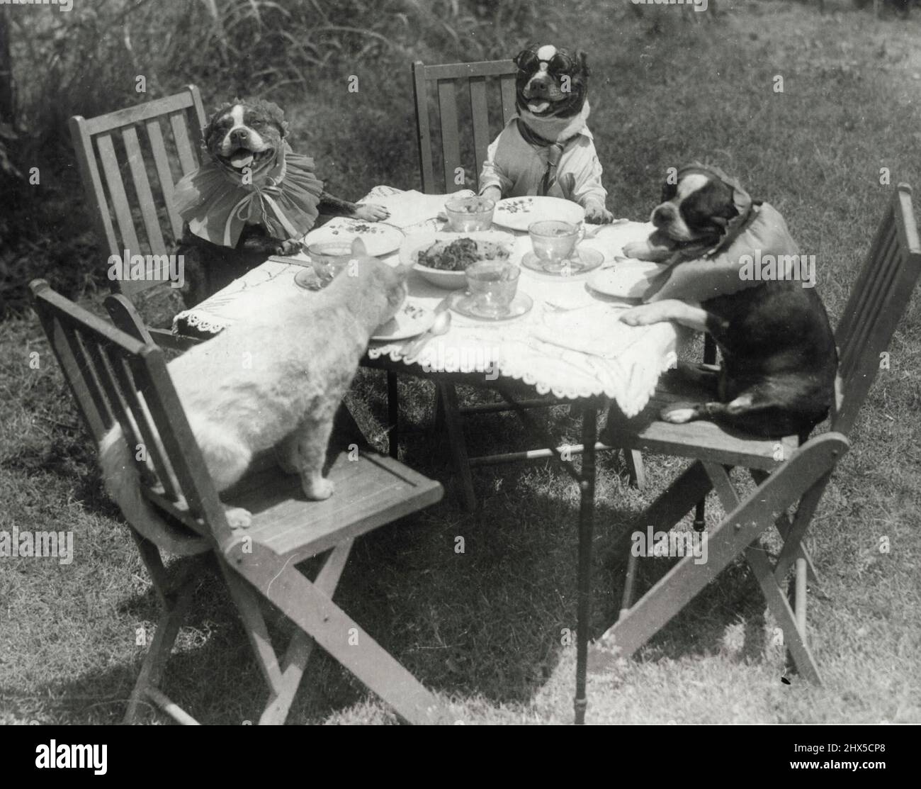 Dogs at dinner table archival hi-res stock photography and images - Alamy