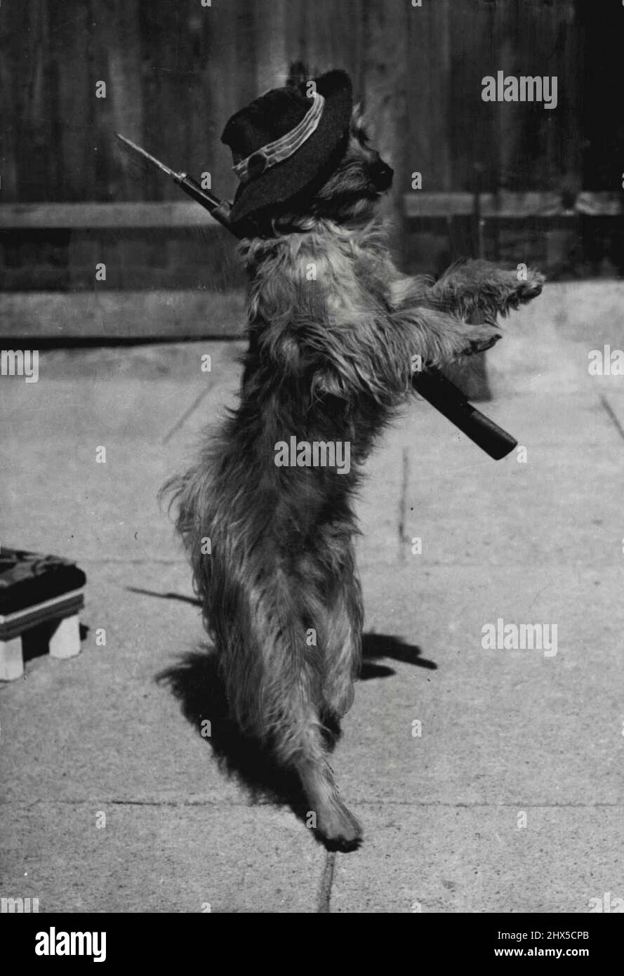 On parade. Complete with Digger hat and rifle, Rex marches on parade ...