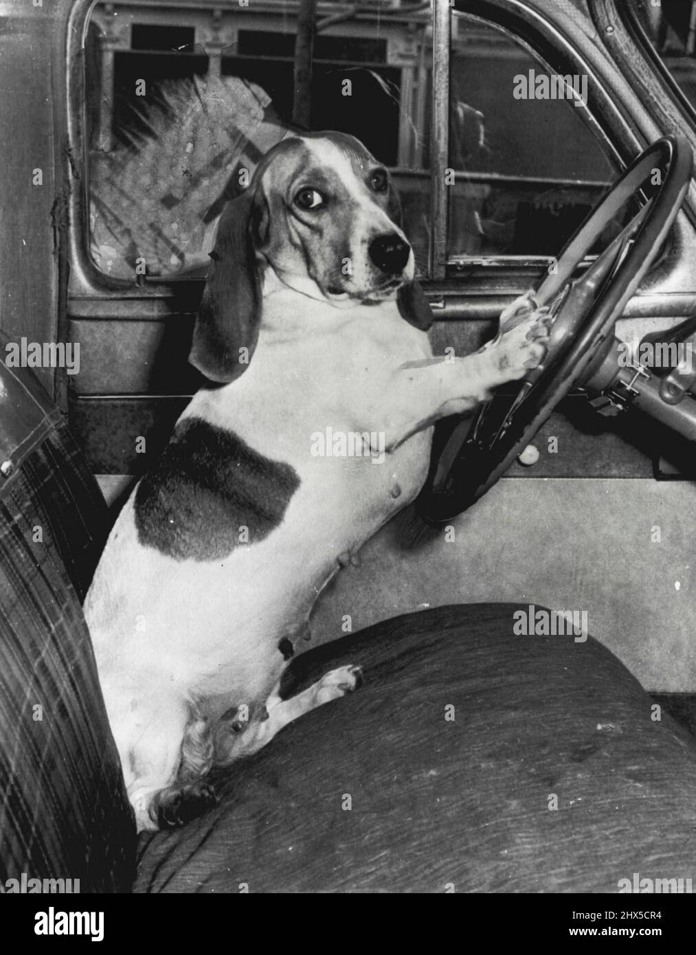 Misc - animals - dogs. June 1, 1951 Stock Photo - Alamy
