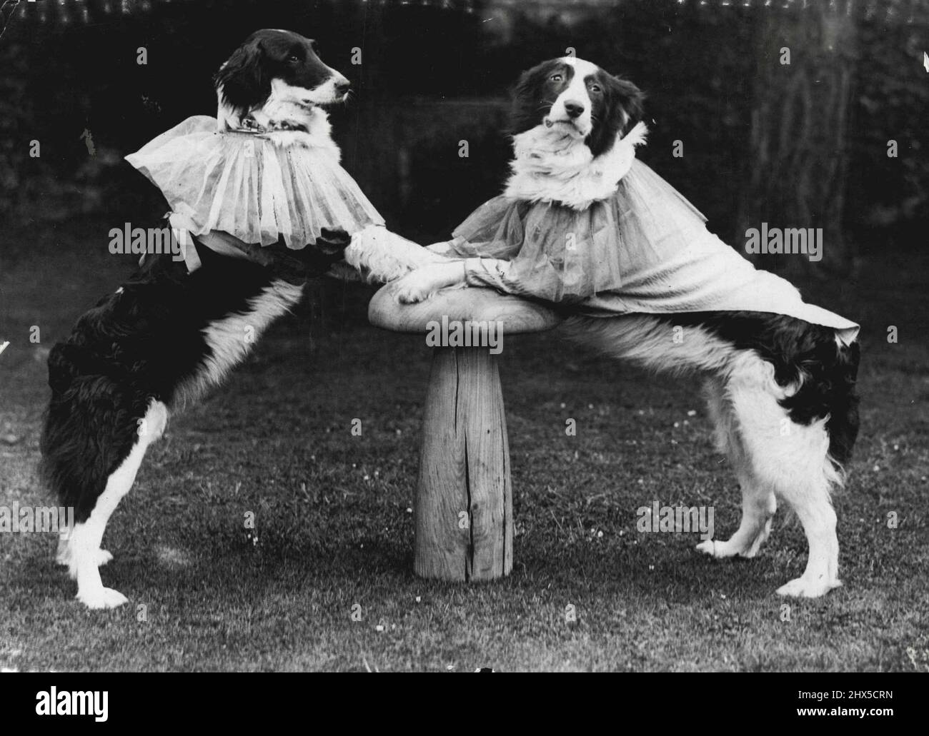 Telling The Old, old story, Just a couple of dusty pups disguised as ...