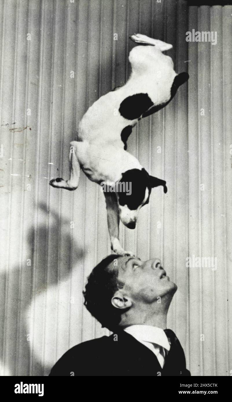 Another Amazing Balance. On one foot sorry, paw-the foxy bravely ...