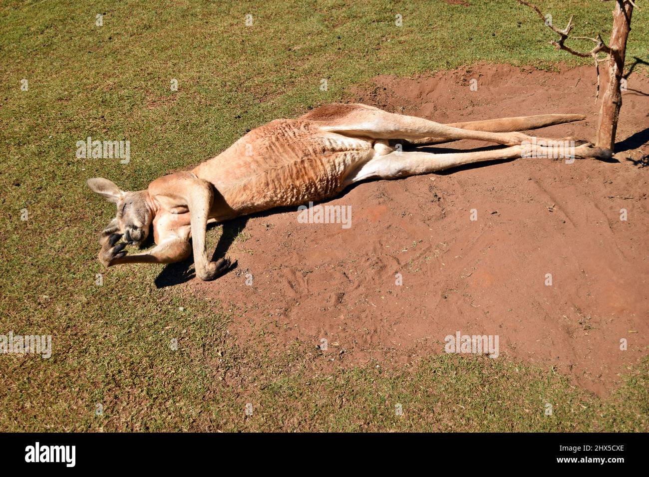 Very muscular wild red kangaroo lying on the ground in Queensland ...