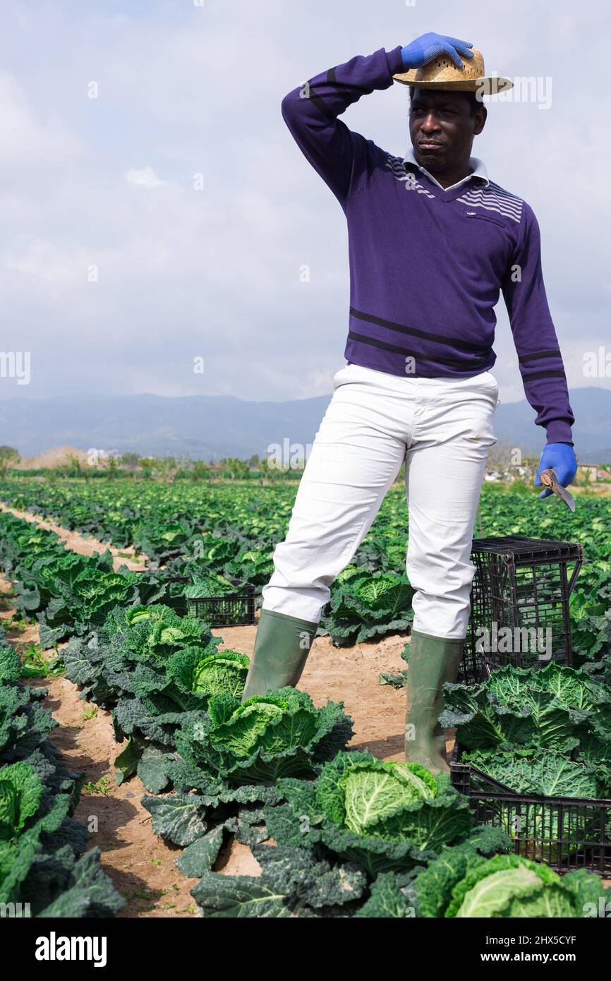 African-american farmer harvesting cabbage in farm field Stock Photo ...