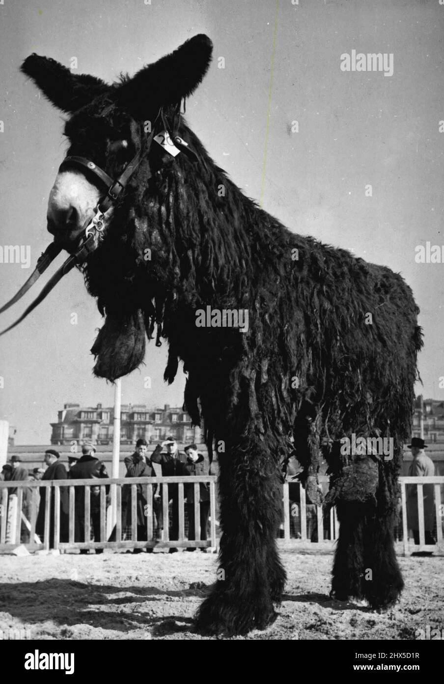 A Champion. The strange animal is, in fact, a donkey which won first ...