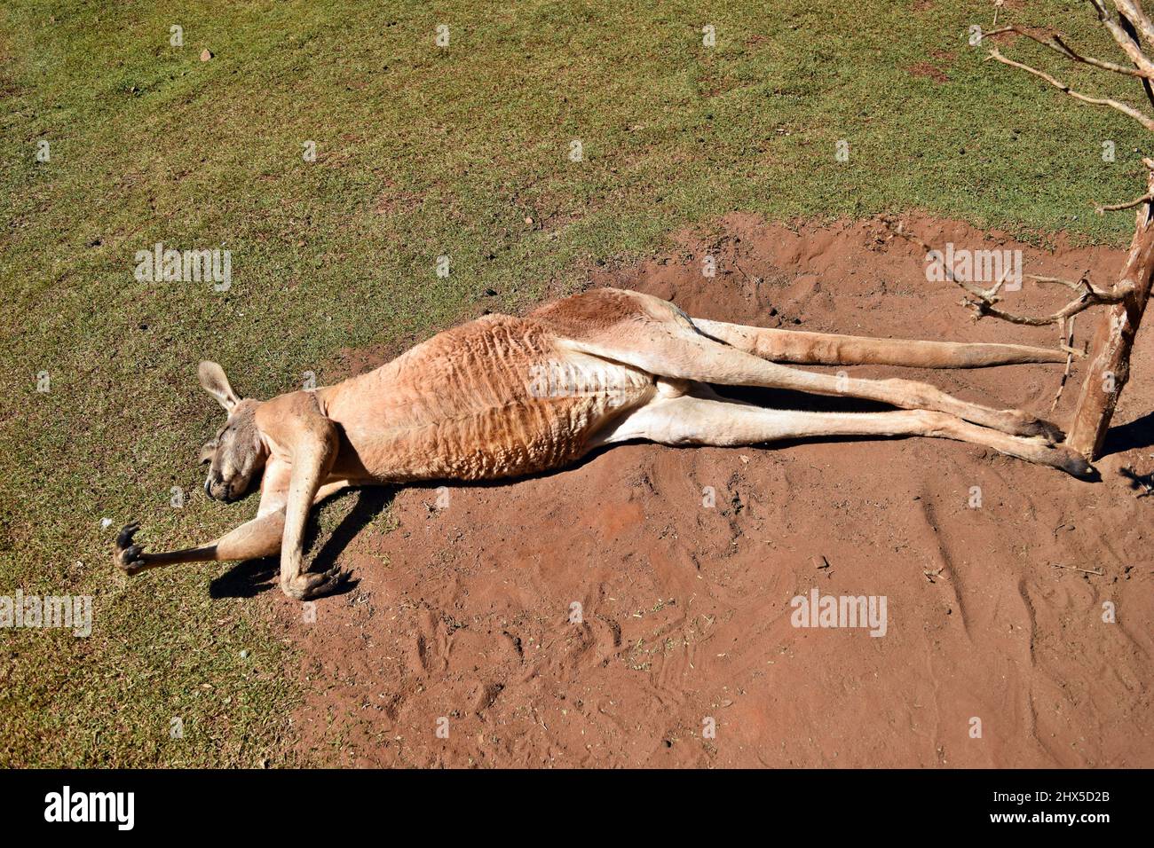 Very muscular wild red kangaroo lying with hand up on the ground in ...