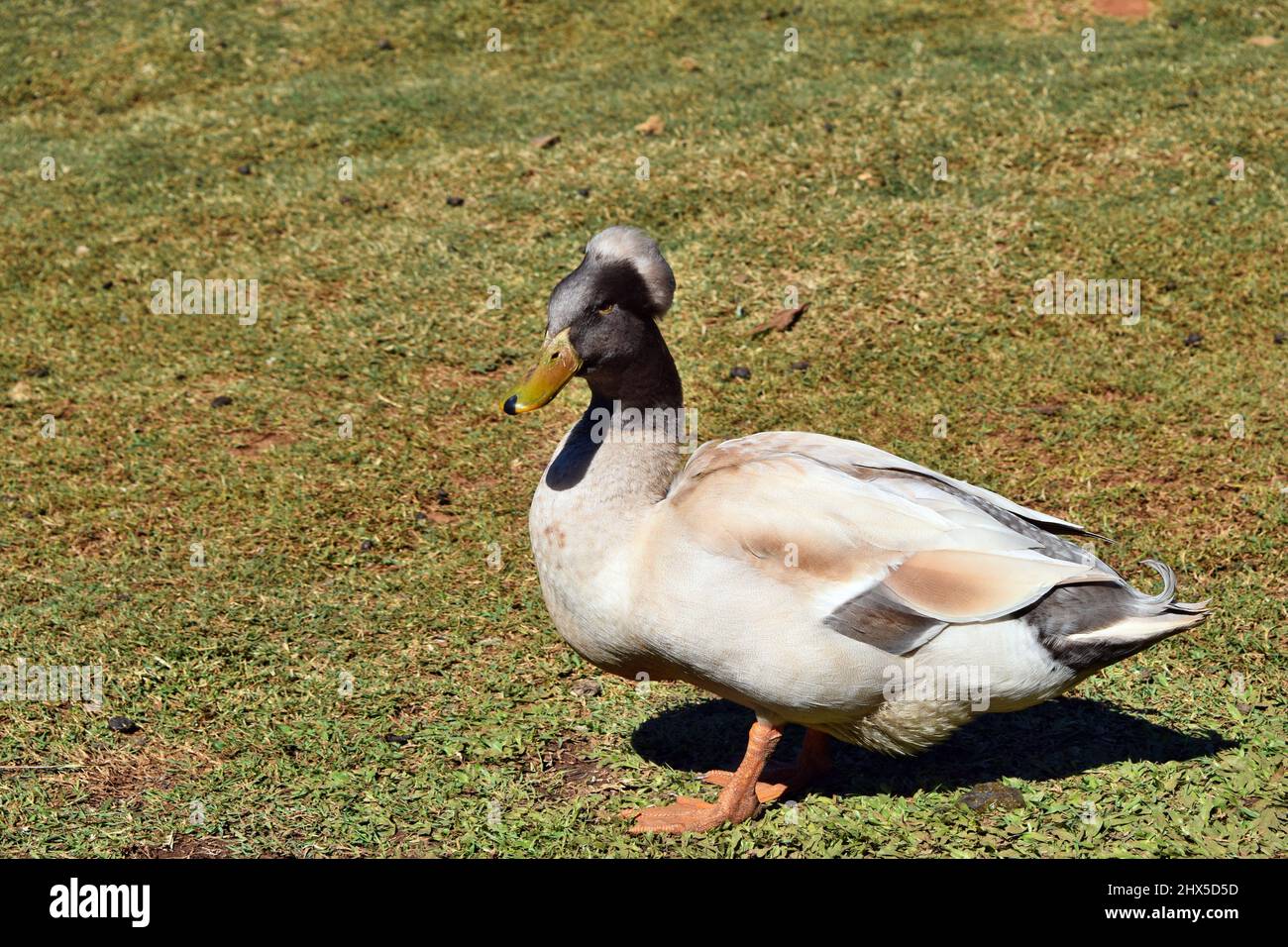 Pretty mating male duck hi-res stock photography and images - Alamy