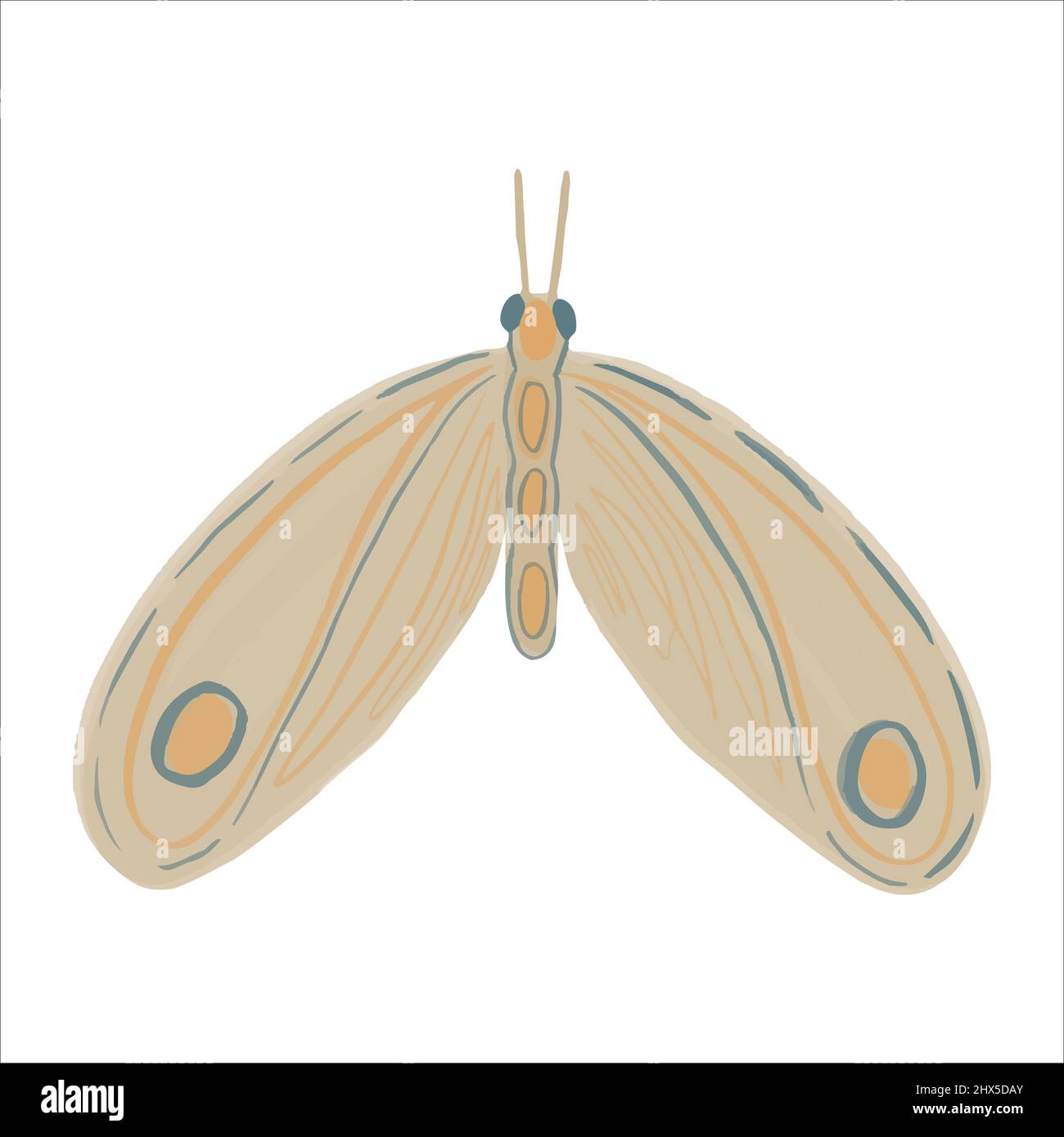 Exquisite hand drawn moth in boho style. Vector illustration Stock ...