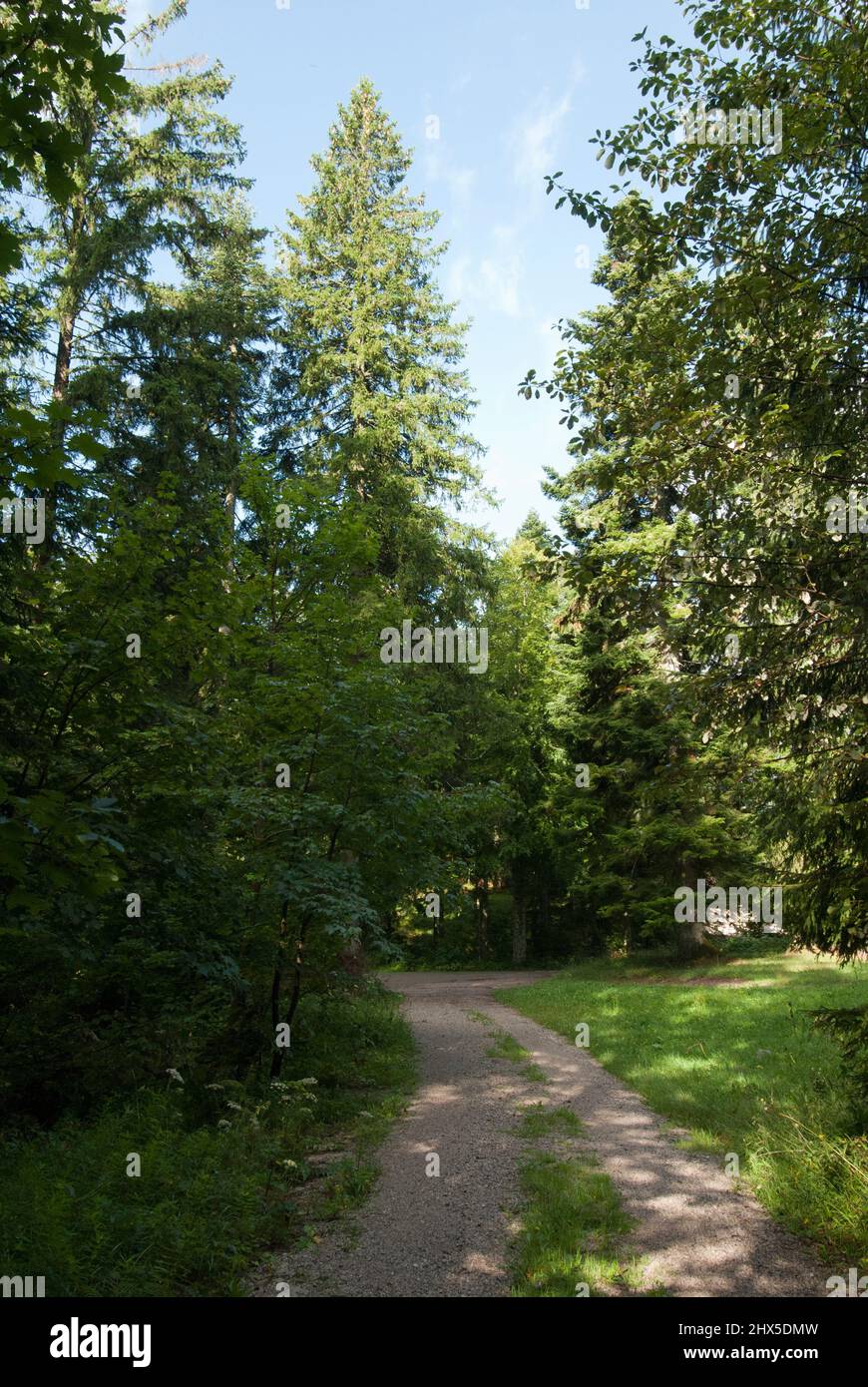Slovenia, Inner Carniola, Masun, Sneznik Plateau - forest path Stock ...