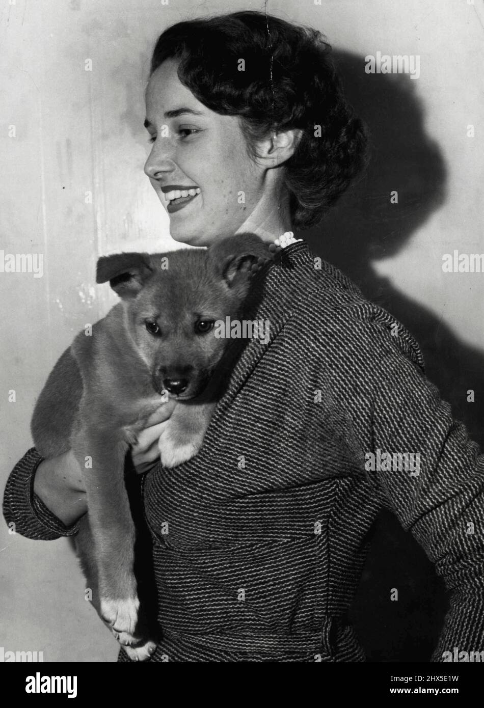 A dingo puppy found in a hollow log near Glen Innes, has been brought ...